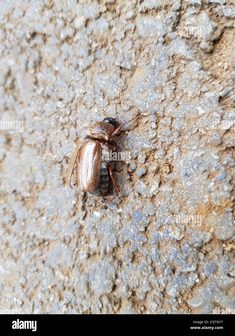 Summer Chafer (Amphimallon solstitiale Stock Photo - Alamy