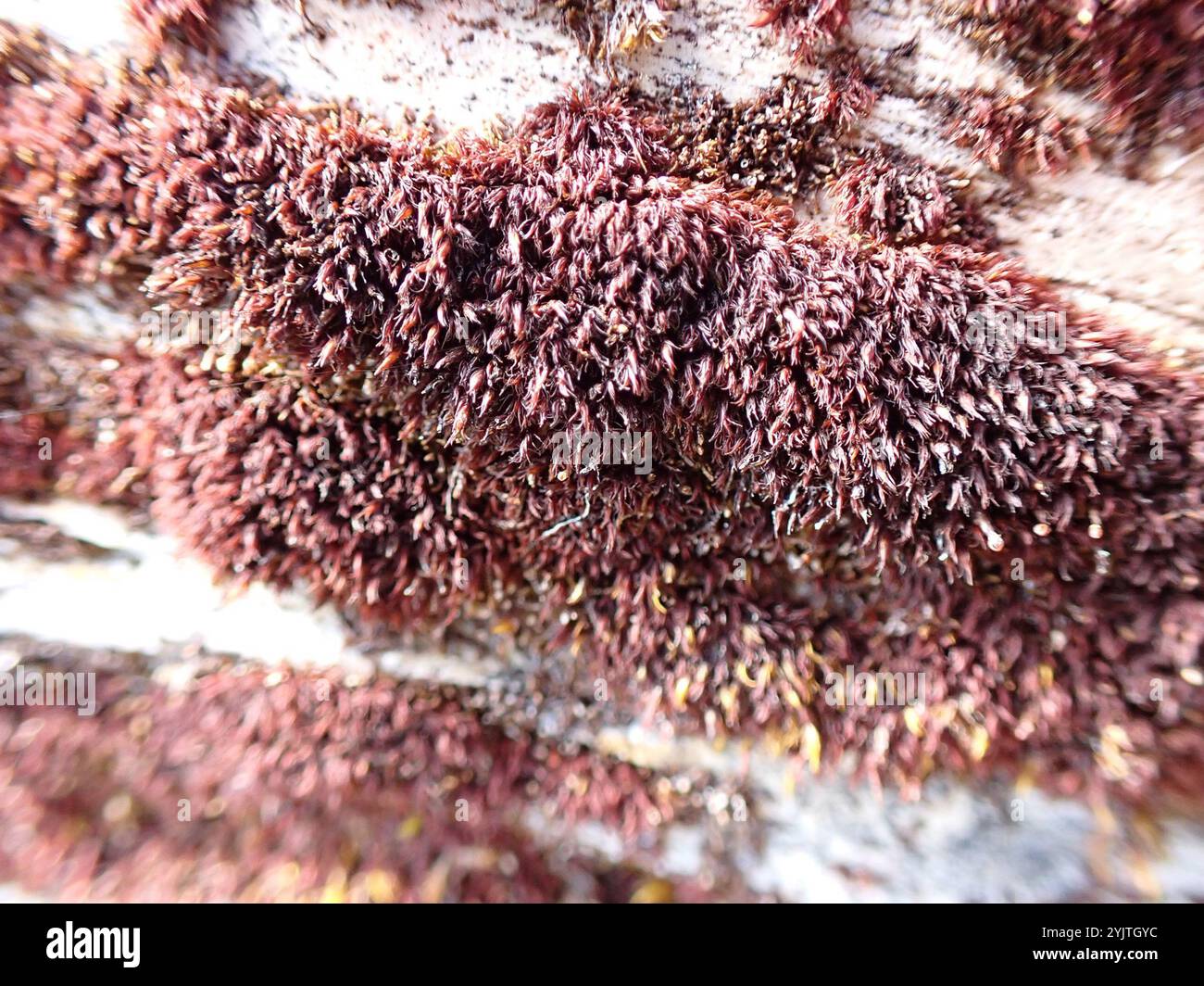 Snow Rock Moss (Andreaea nivalis Stock Photo - Alamy