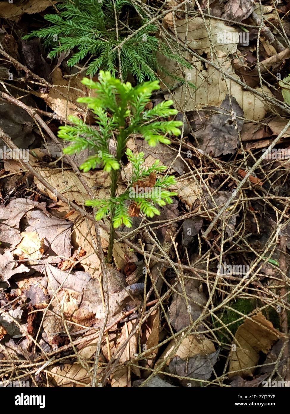 flat-branched tree-clubmoss (Dendrolycopodium obscurum Stock Photo - Alamy