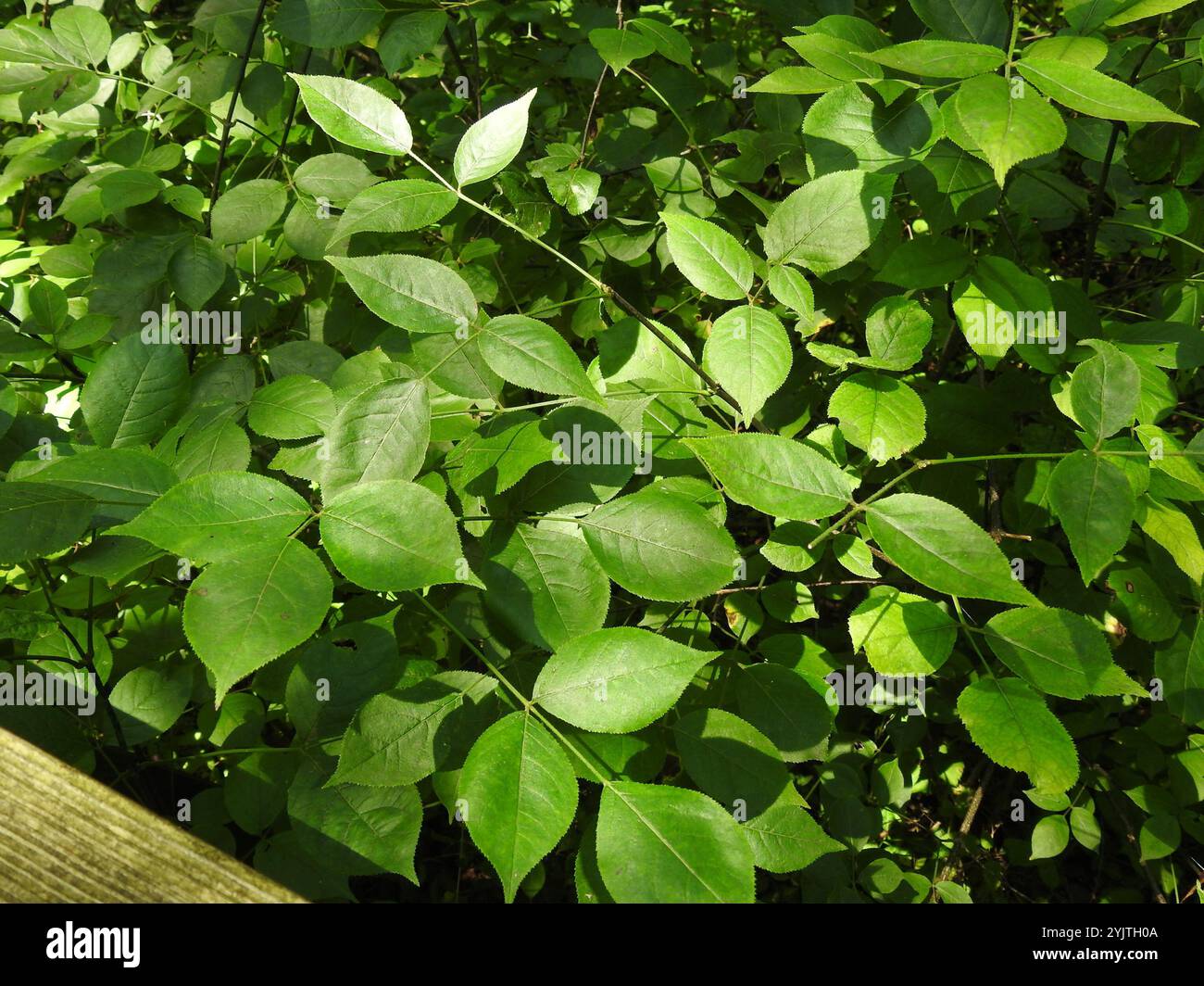 American bladdernut (Staphylea trifolia Stock Photo - Alamy
