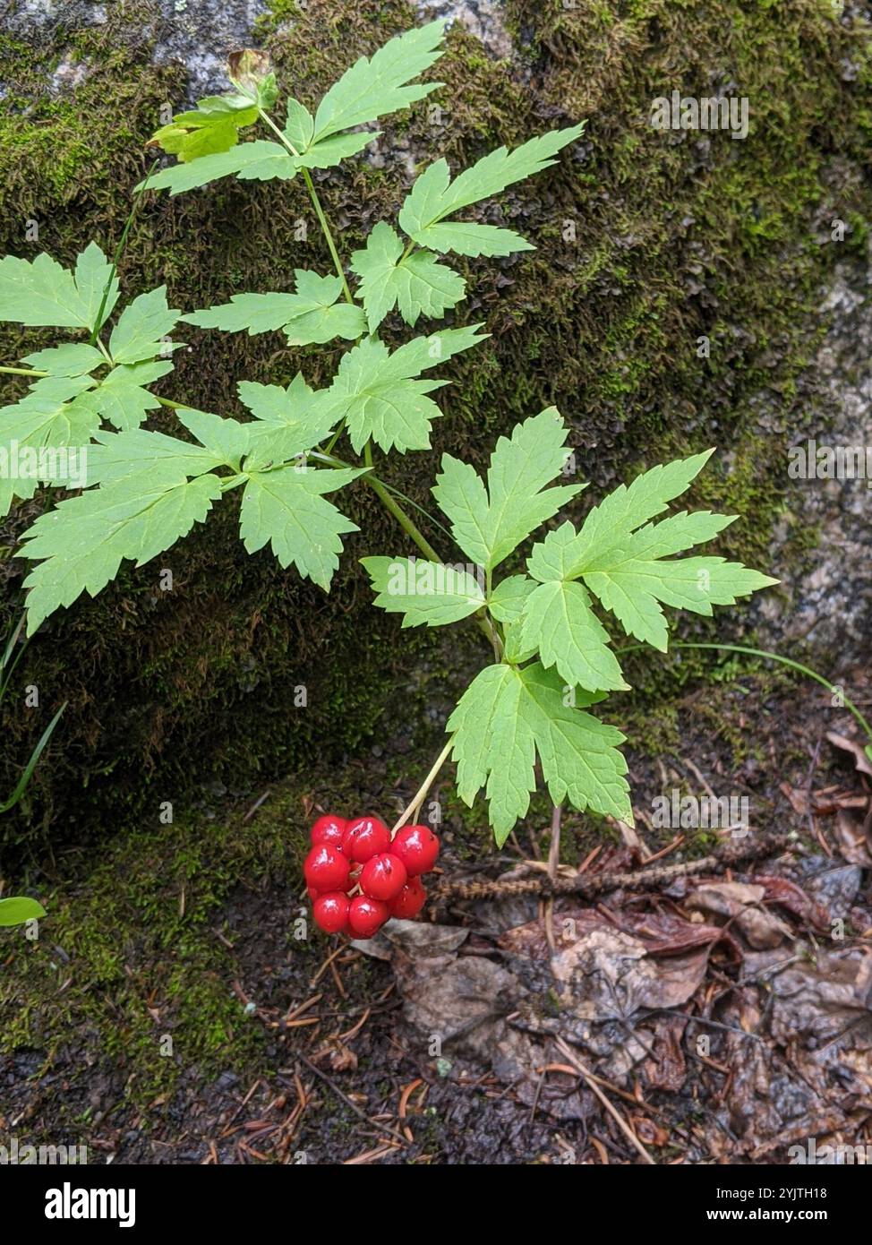 red baneberry (Actaea rubra Stock Photo - Alamy