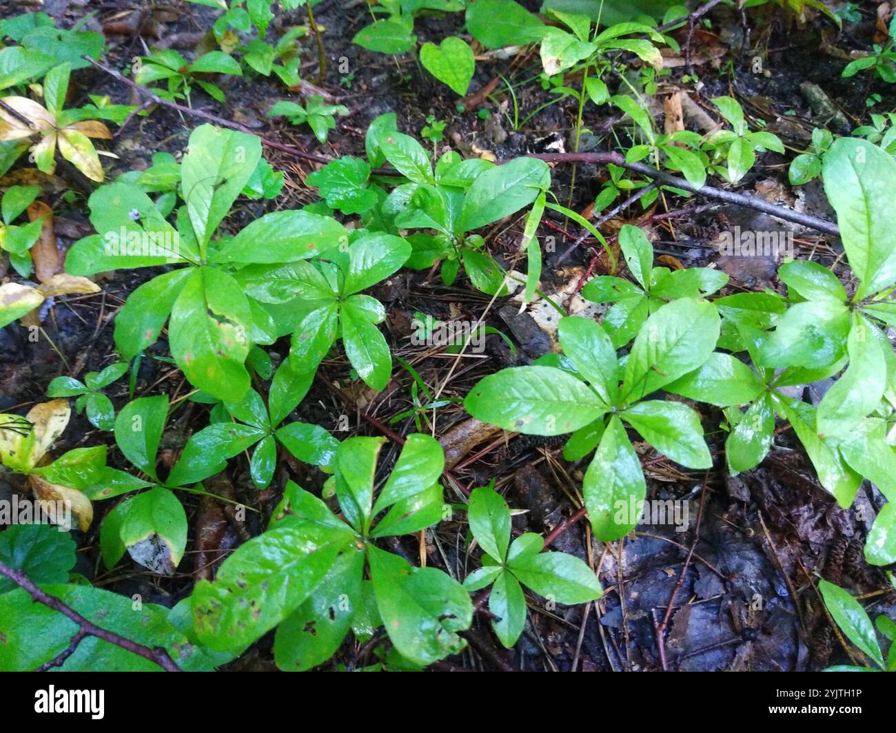 Arctic Starflower (Lysimachia europaea Stock Photo - Alamy