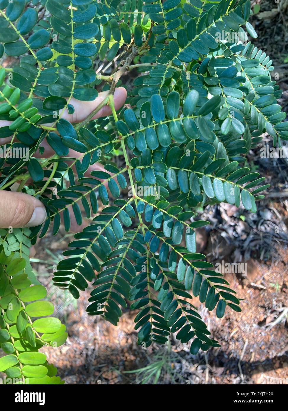 Yellow Flame Tree (Peltophorum pterocarpum Stock Photo - Alamy