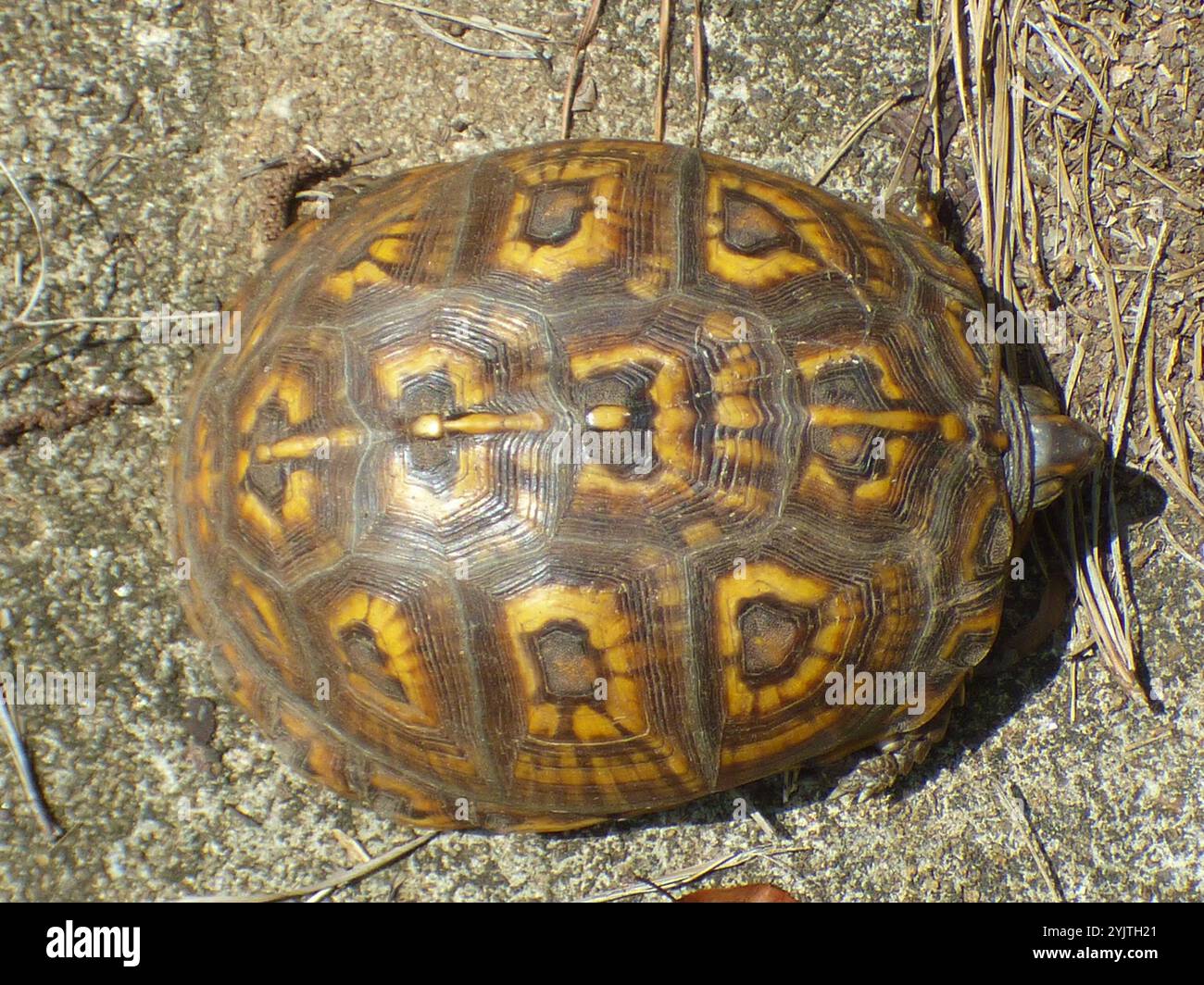 Eastern Box Turtle (Terrapene carolina carolina Stock Photo - Alamy