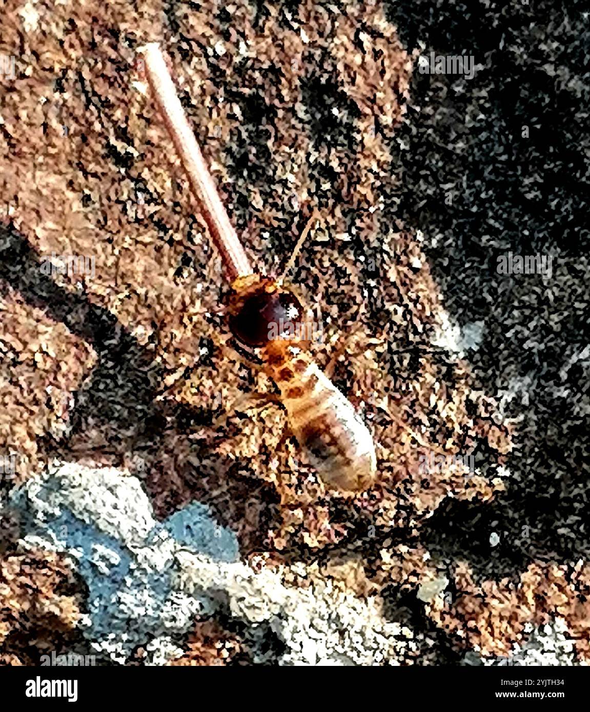Northern Harvester Termite (Hodotermes mossambicus Stock Photo - Alamy