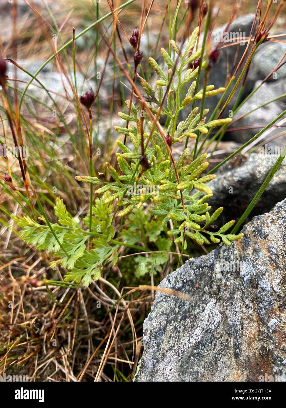 Parsley fern cryptogramma crispa hi-res stock photography and images ...