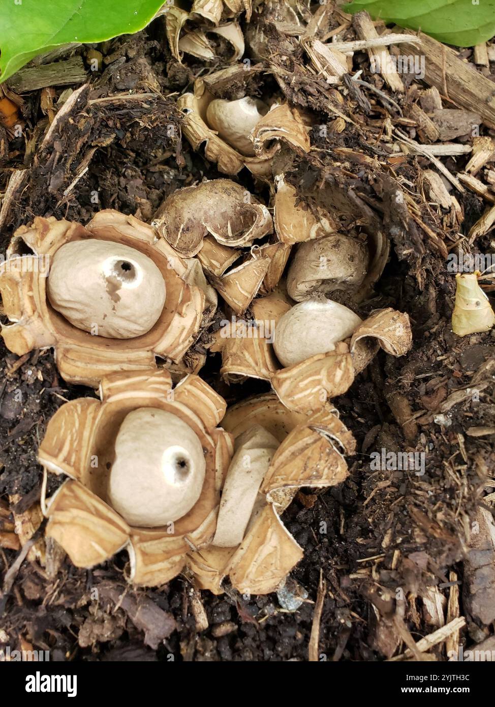 Saccatum hi-res stock photography and images - Alamy