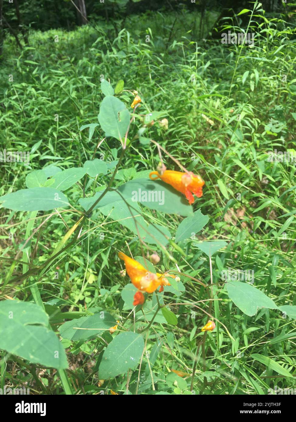 common jewelweed (Impatiens capensis Stock Photo - Alamy