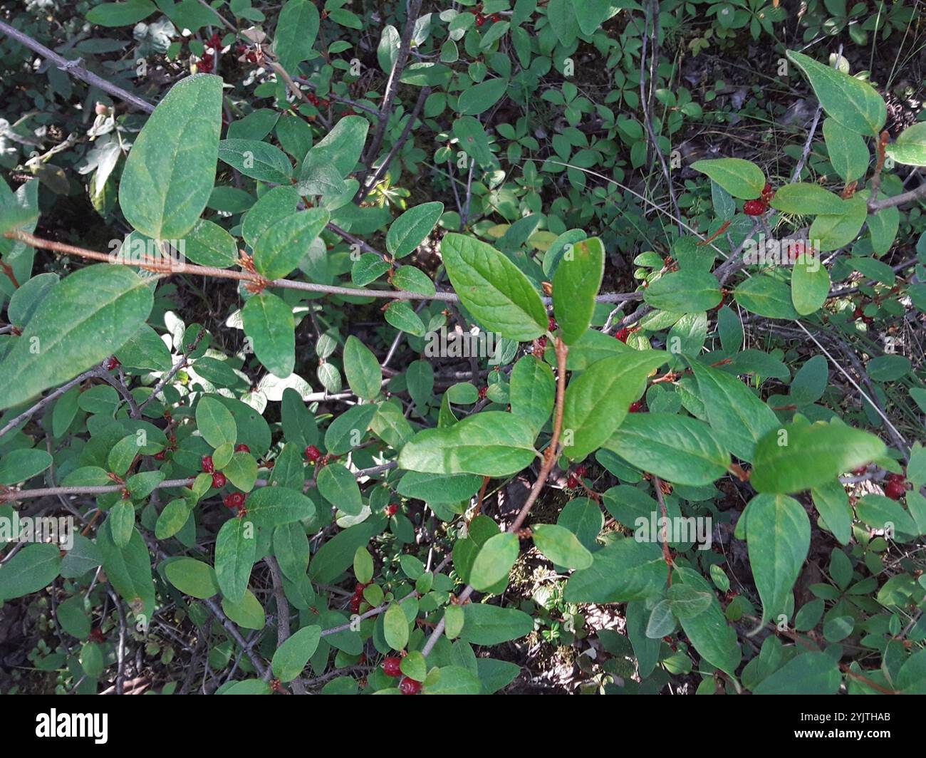 Canadian buffalo-berry (Shepherdia canadensis Stock Photo - Alamy
