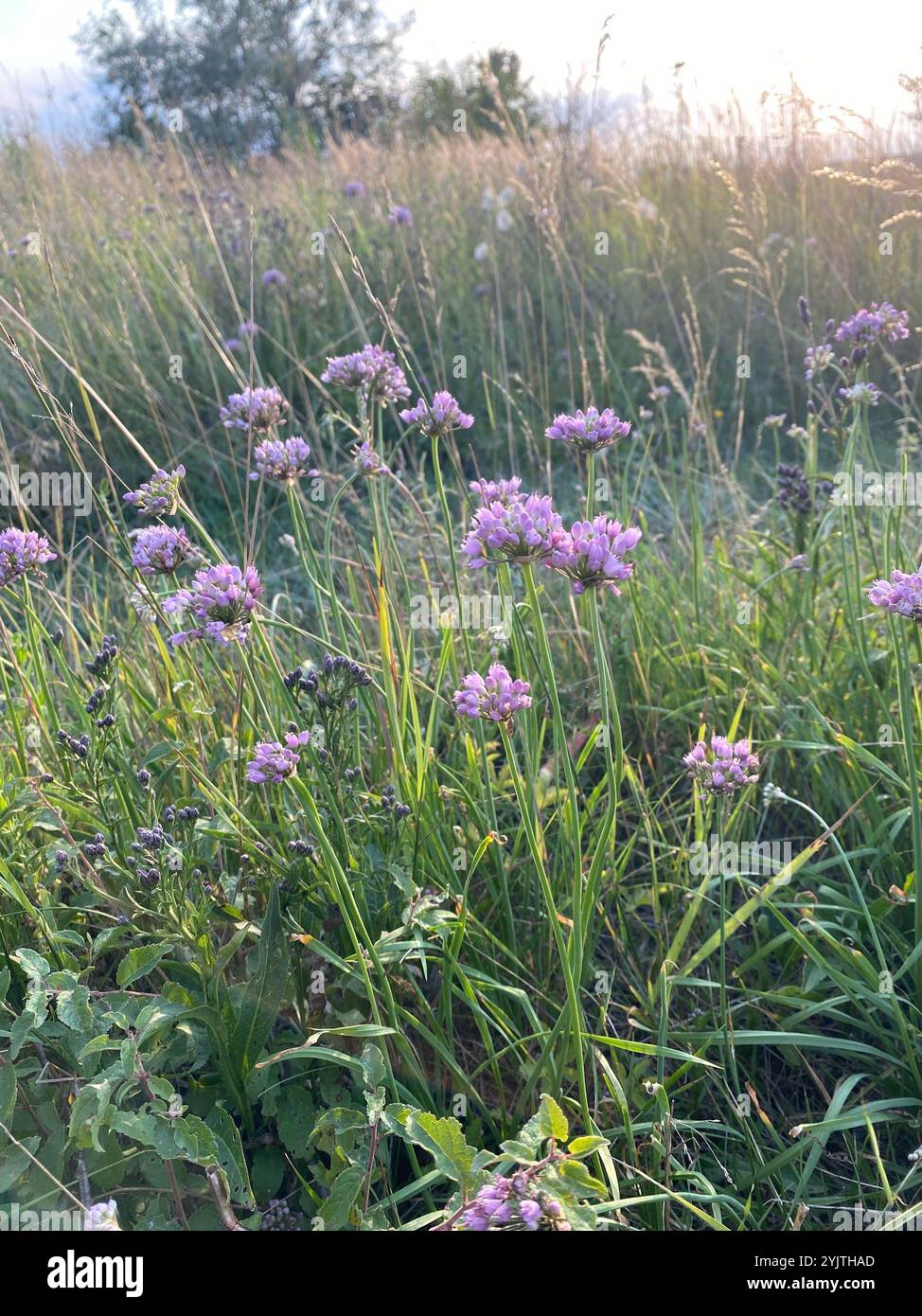 Mouse Garlic (Allium angulosum Stock Photo - Alamy