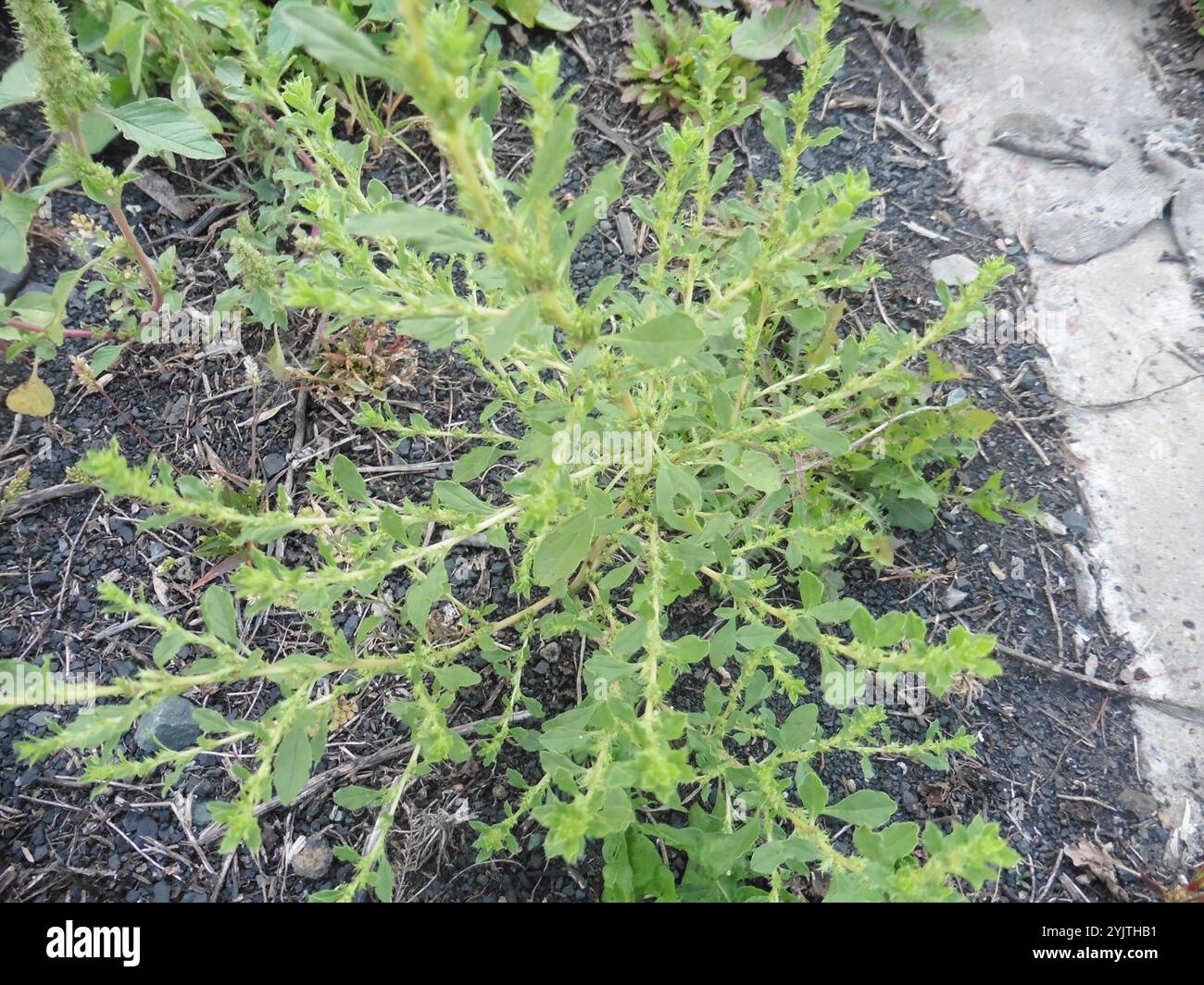 Prostrate pigweed hi-res stock photography and images - Alamy