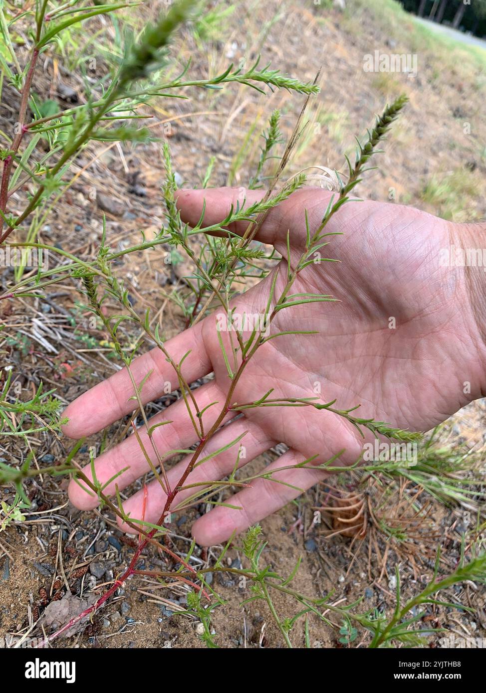 American Bugseed (Corispermum americanum Stock Photo - Alamy