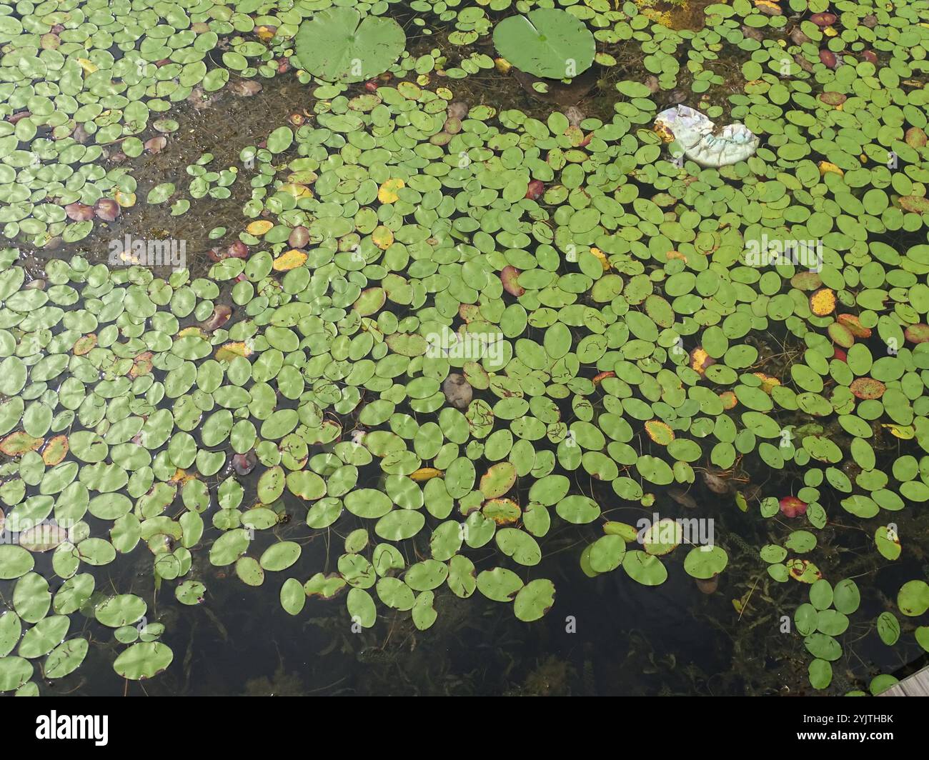 Watershield (Brasenia schreberi Stock Photo - Alamy