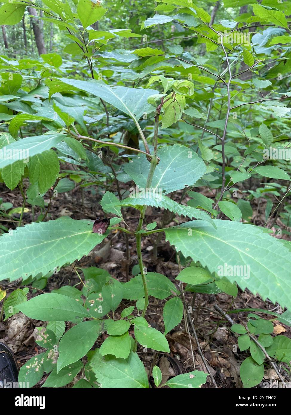citronella horse balm (Collinsonia canadensis Stock Photo - Alamy