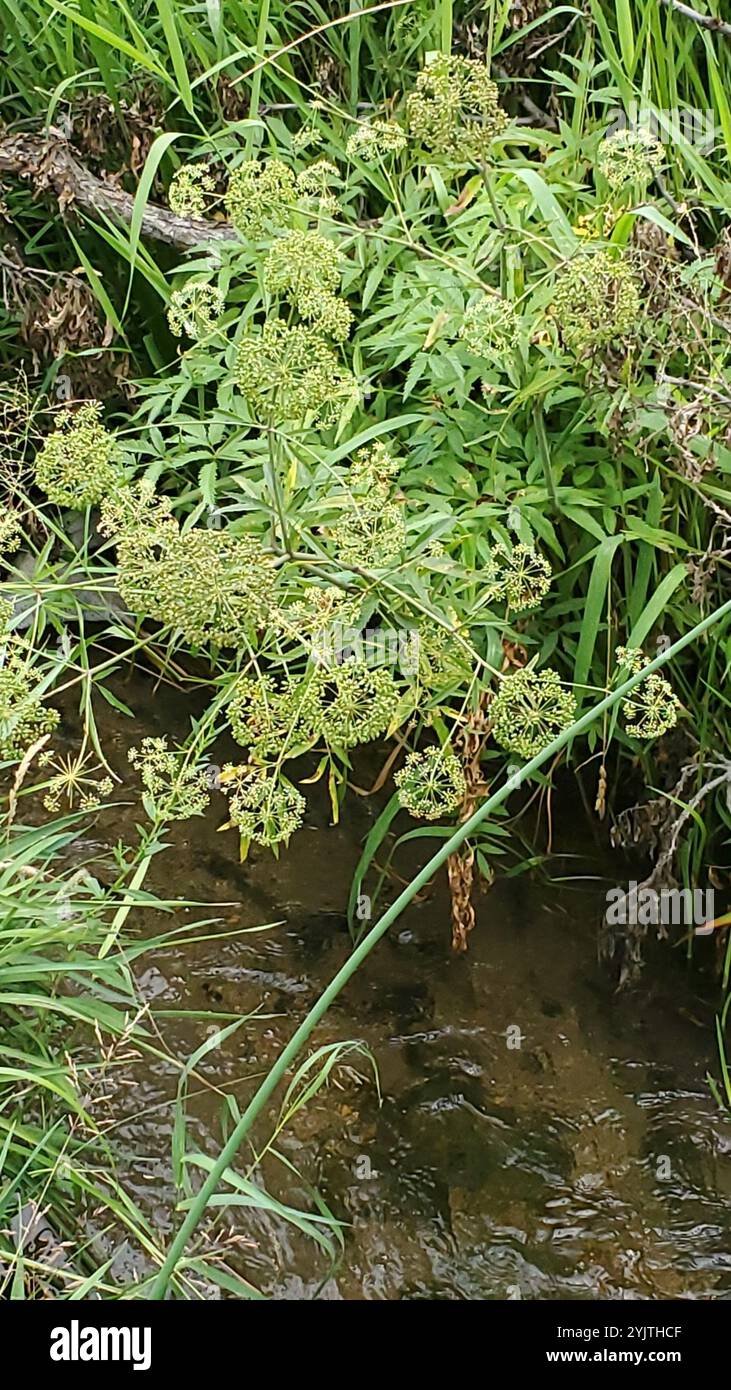 water hemlock (Cicuta maculata Stock Photo - Alamy