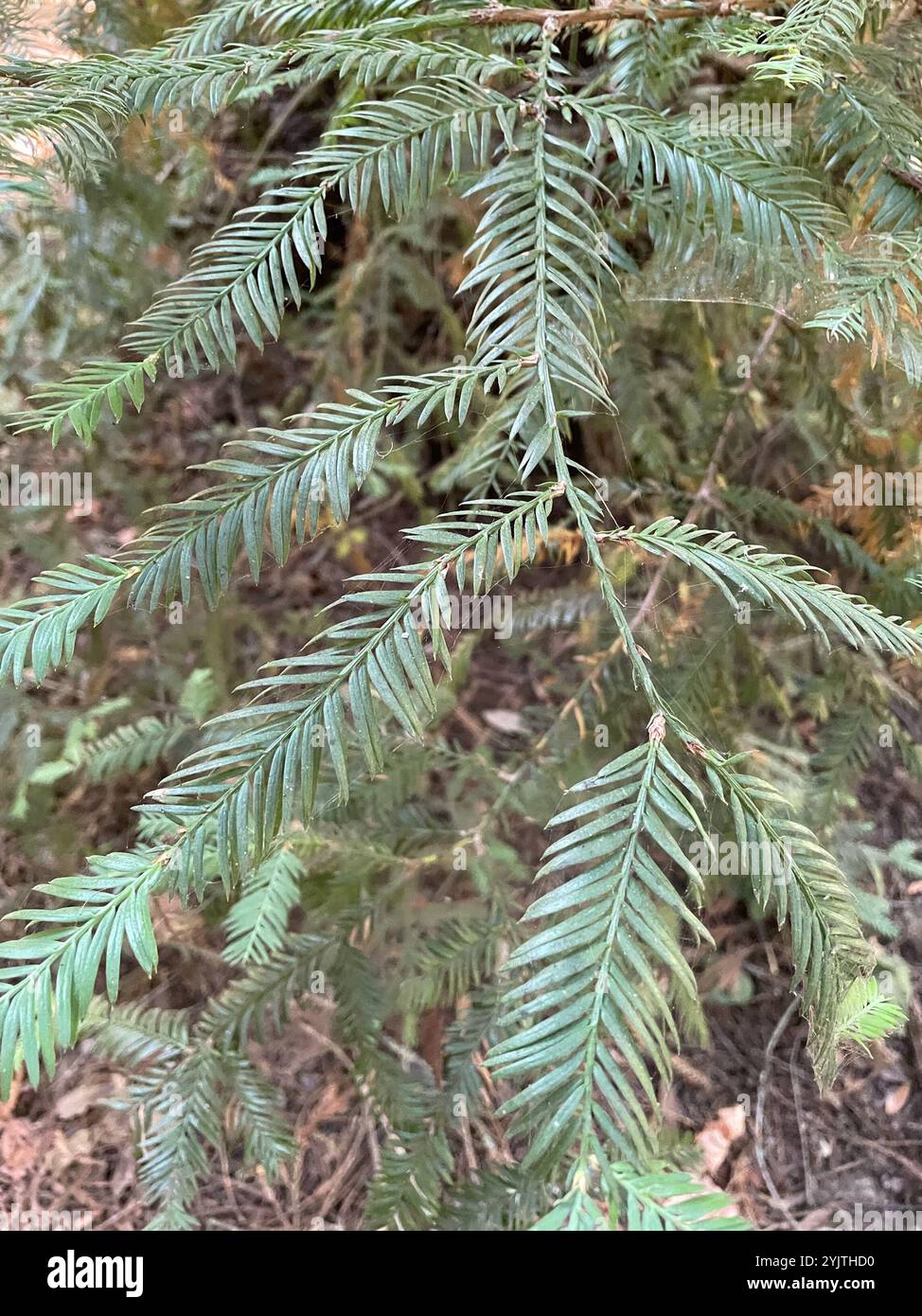 coast redwood (Sequoia sempervirens Stock Photo - Alamy