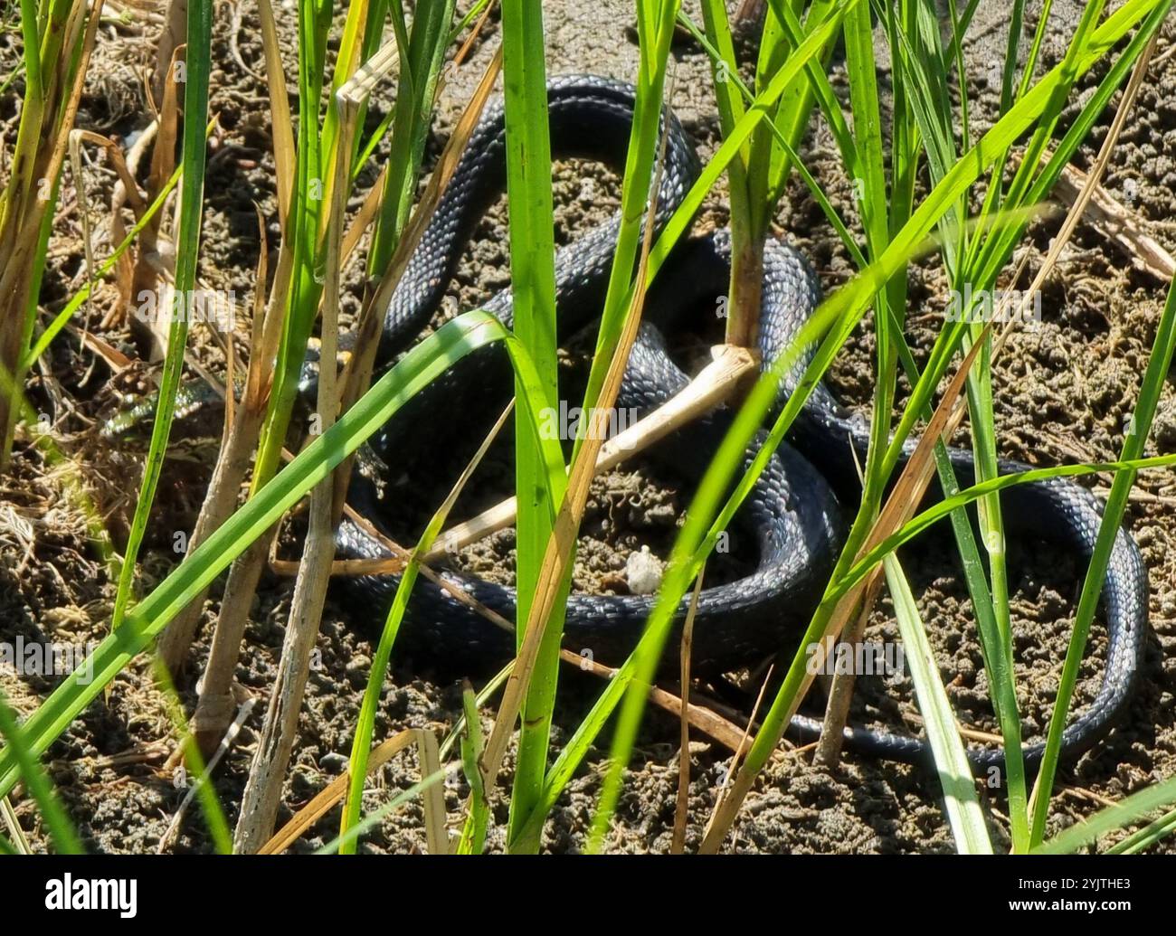 grass snake (Natrix natrix Stock Photo - Alamy
