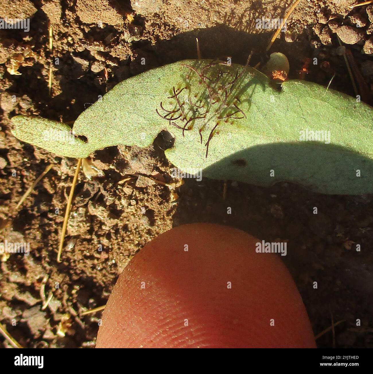 rust fungi (Pucciniales Stock Photo - Alamy