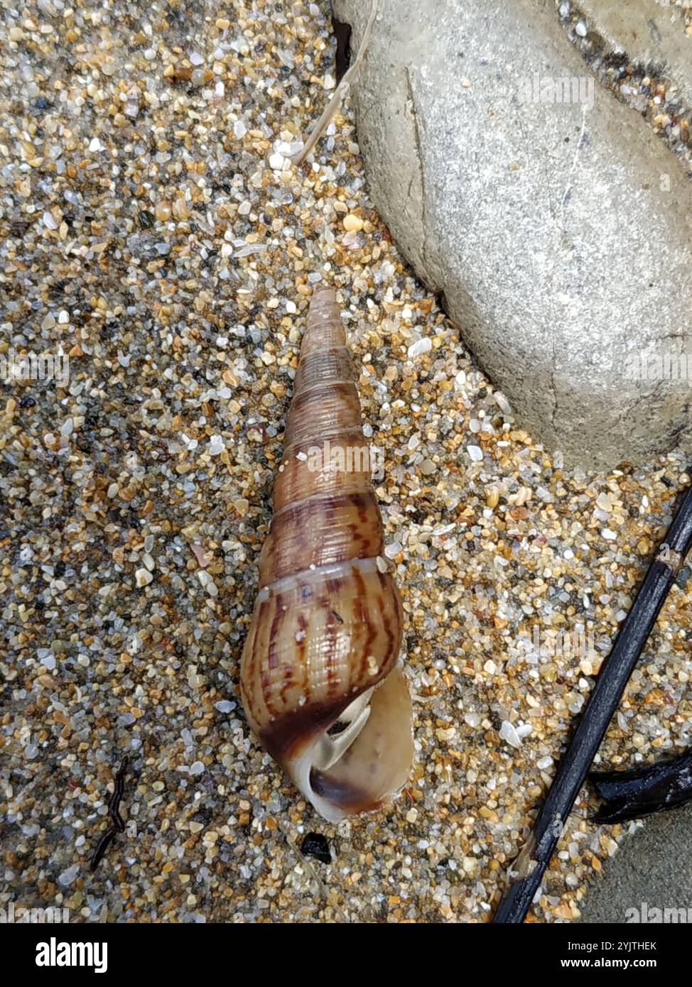 Red-rimmed Melania (Melanoides tuberculata Stock Photo - Alamy