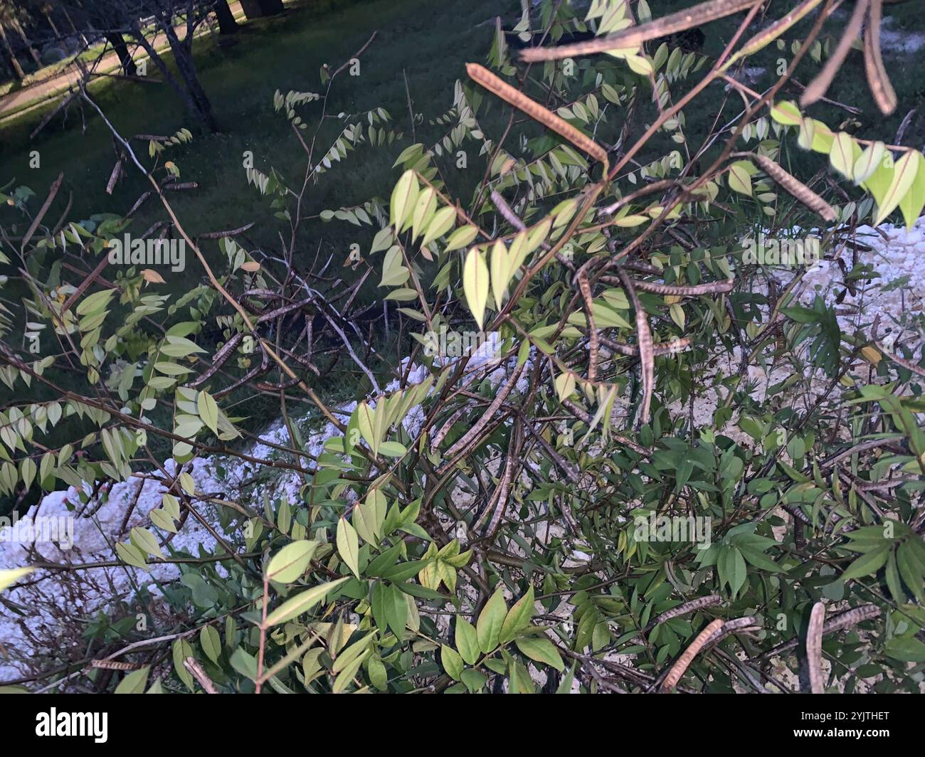 Coffee Senna (Senna occidentalis Stock Photo - Alamy