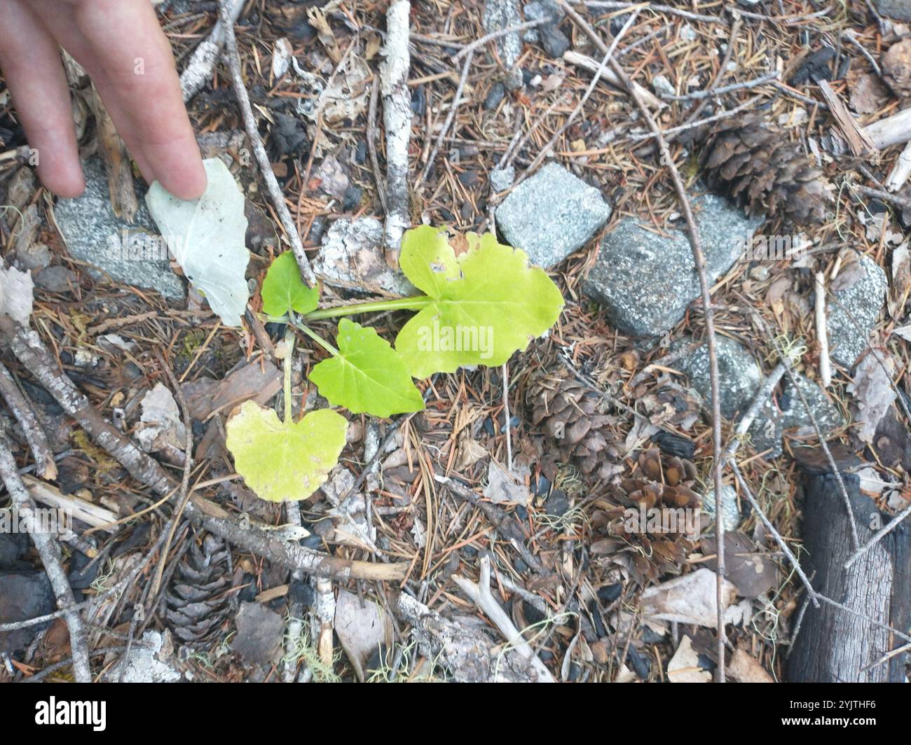 American trailplant hi-res stock photography and images - Alamy