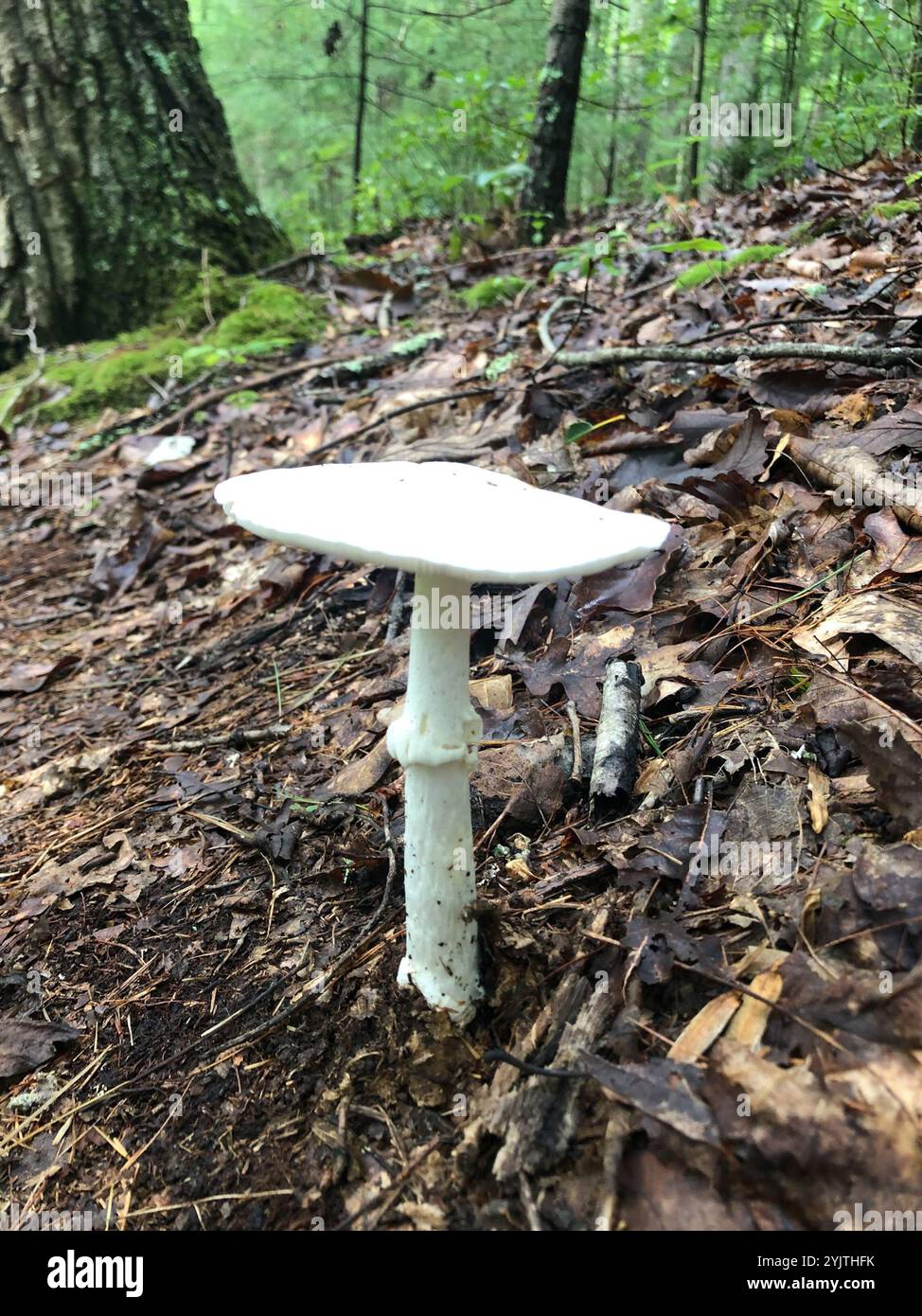 Eastern North American Destroying Angel (Amanita bisporigera Stock ...