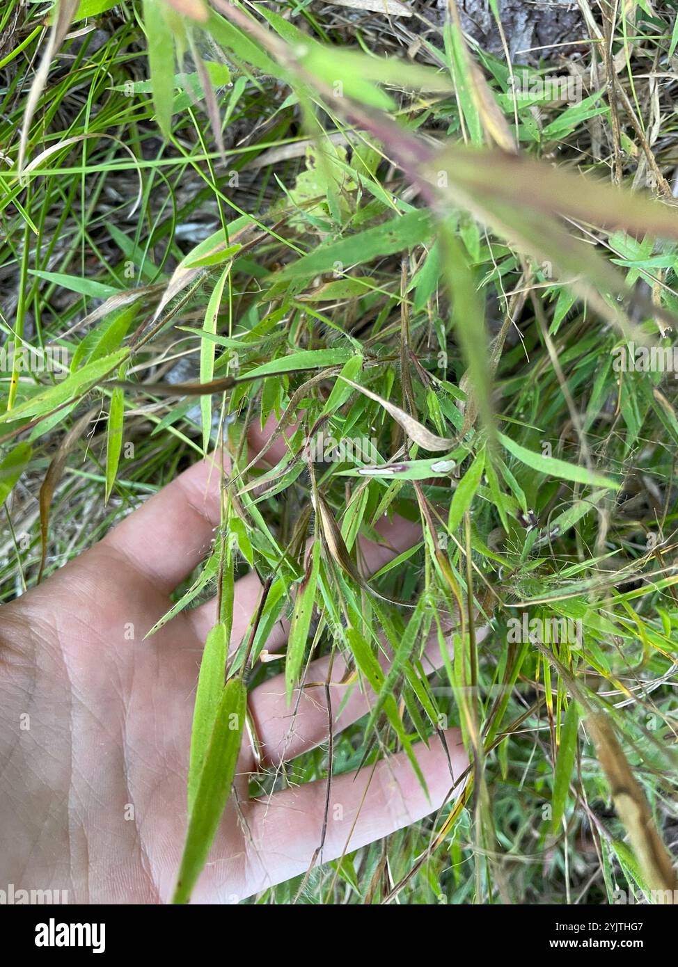 hairy rosette-panicgrass (Dichanthelium acuminatum Stock Photo - Alamy