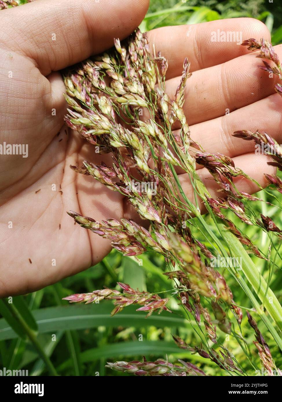Johnson grass (Sorghum halepense Stock Photo - Alamy