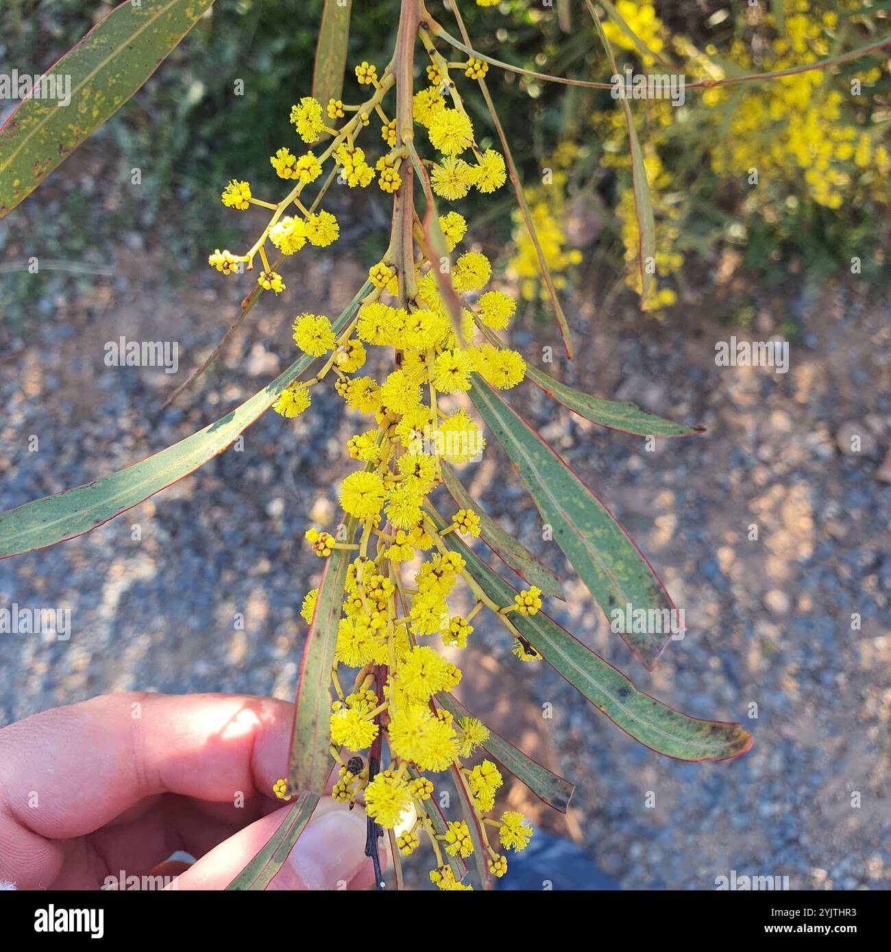Red Stem Wattle (Acacia rubida Stock Photo - Alamy