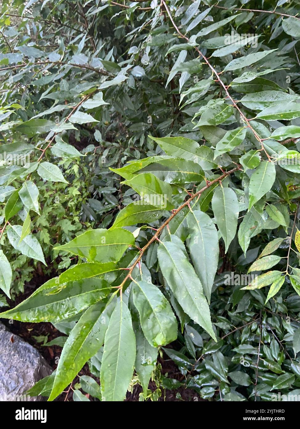 fire cherry (Prunus pensylvanica Stock Photo - Alamy