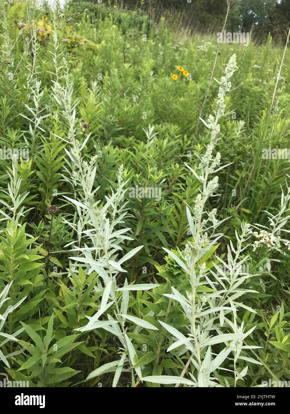 Silver Wormwood (Artemisia ludoviciana Stock Photo - Alamy