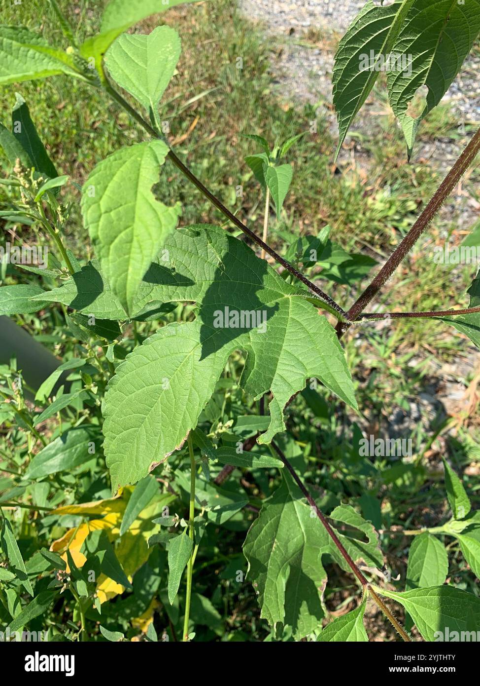 giant ragweed (Ambrosia trifida Stock Photo - Alamy