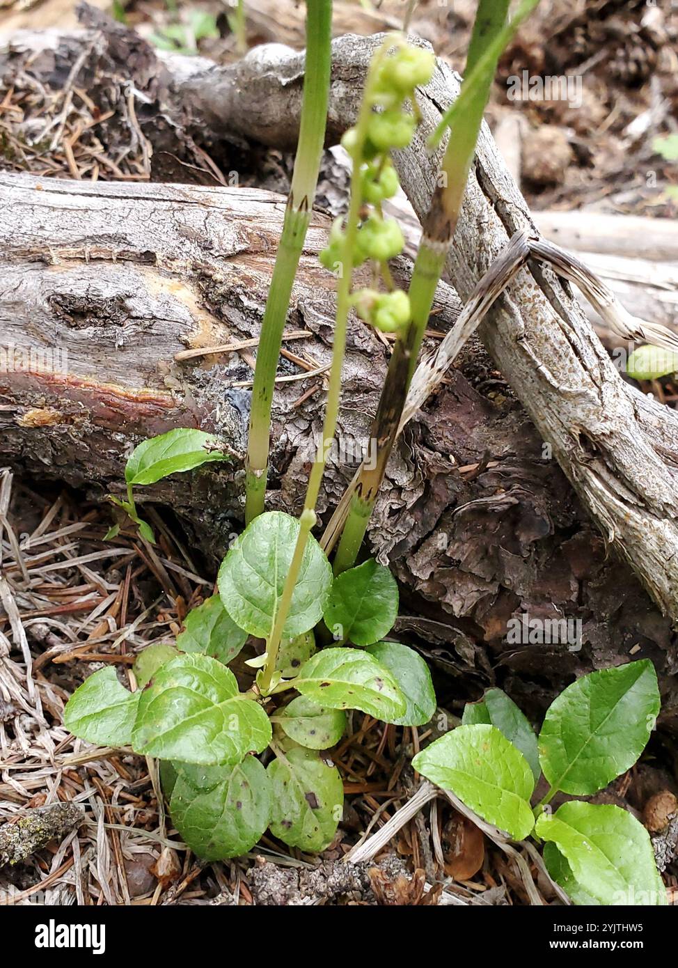 one-sided wintergreen (Orthilia secunda Stock Photo - Alamy