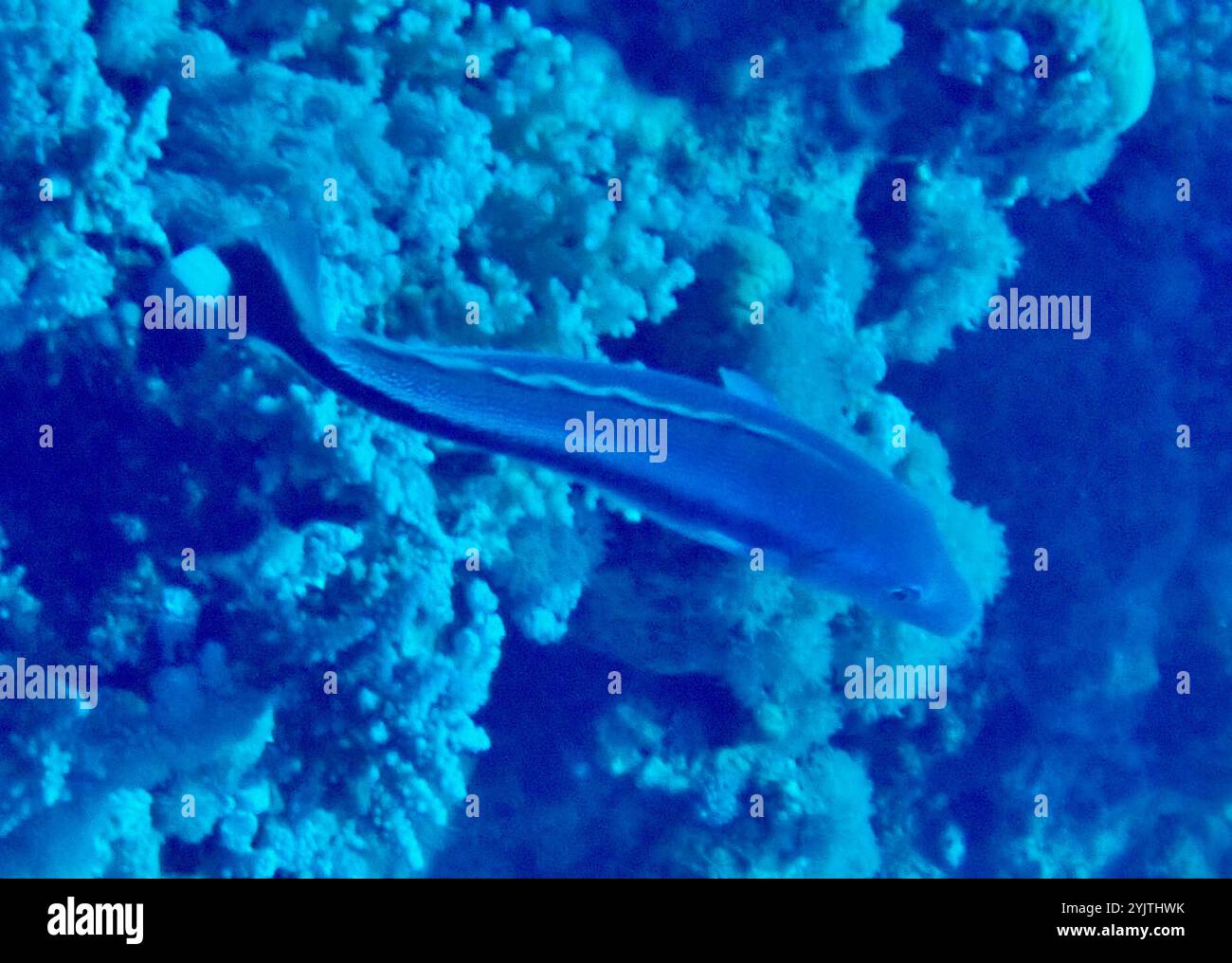 Malacanthus hi-res stock photography and images - Alamy