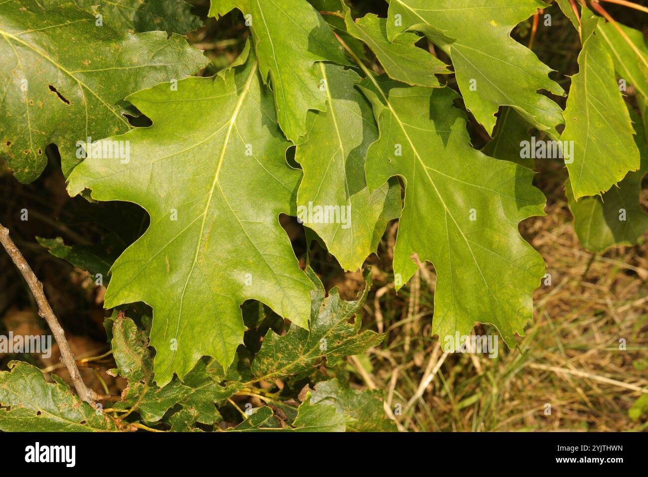 northern red oak (Quercus rubra Stock Photo - Alamy
