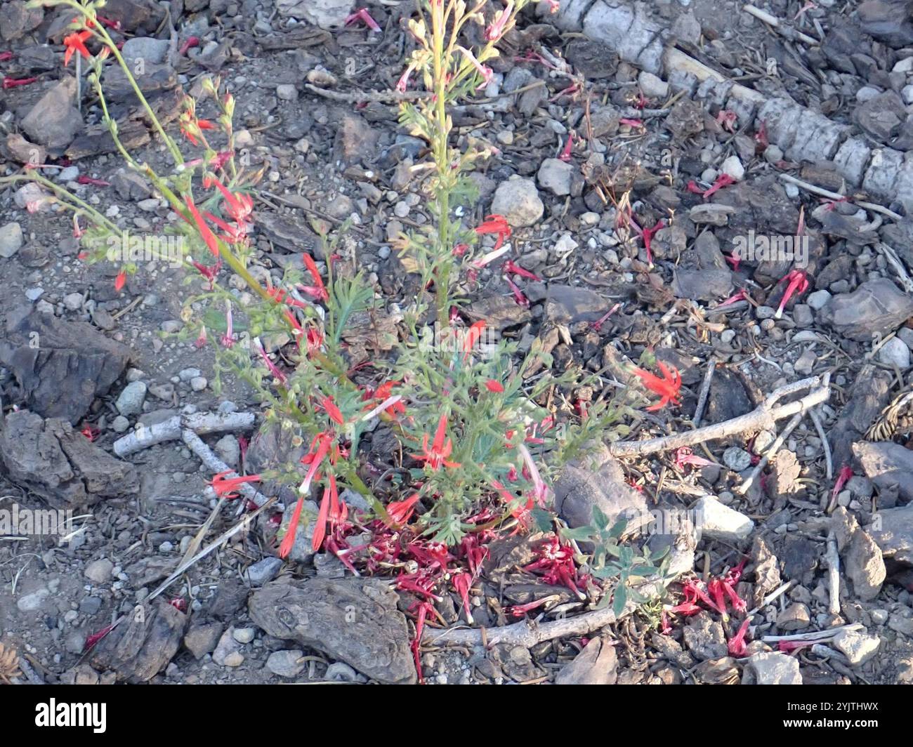 Scarlet Gilia (Ipomopsis aggregata Stock Photo - Alamy