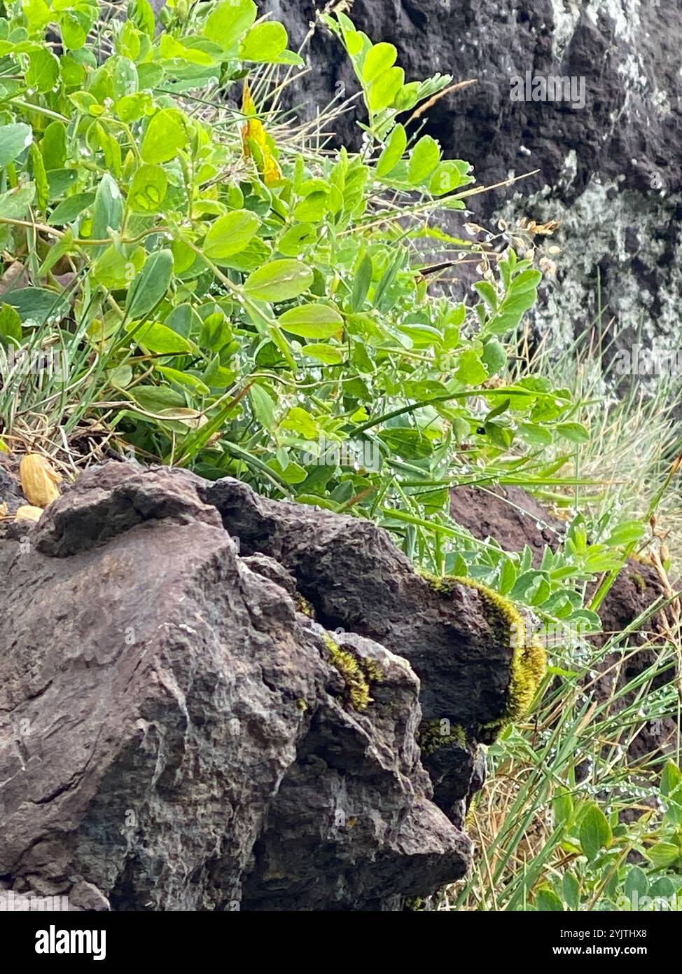 Beach Pea (Lathyrus japonicus maritimus Stock Photo - Alamy
