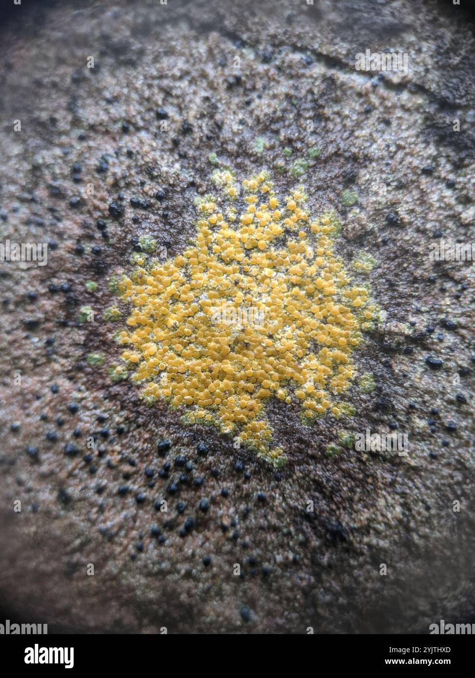 Sulphur Firedot (Gyalolechia flavovirescens Stock Photo - Alamy