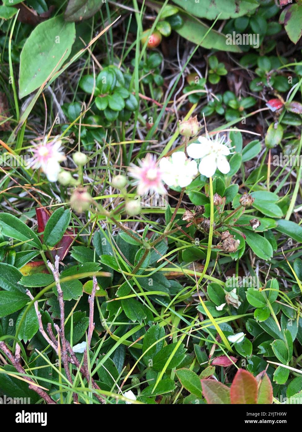 three-toothed cinquefoil (Sibbaldiopsis tridentata Stock Photo - Alamy