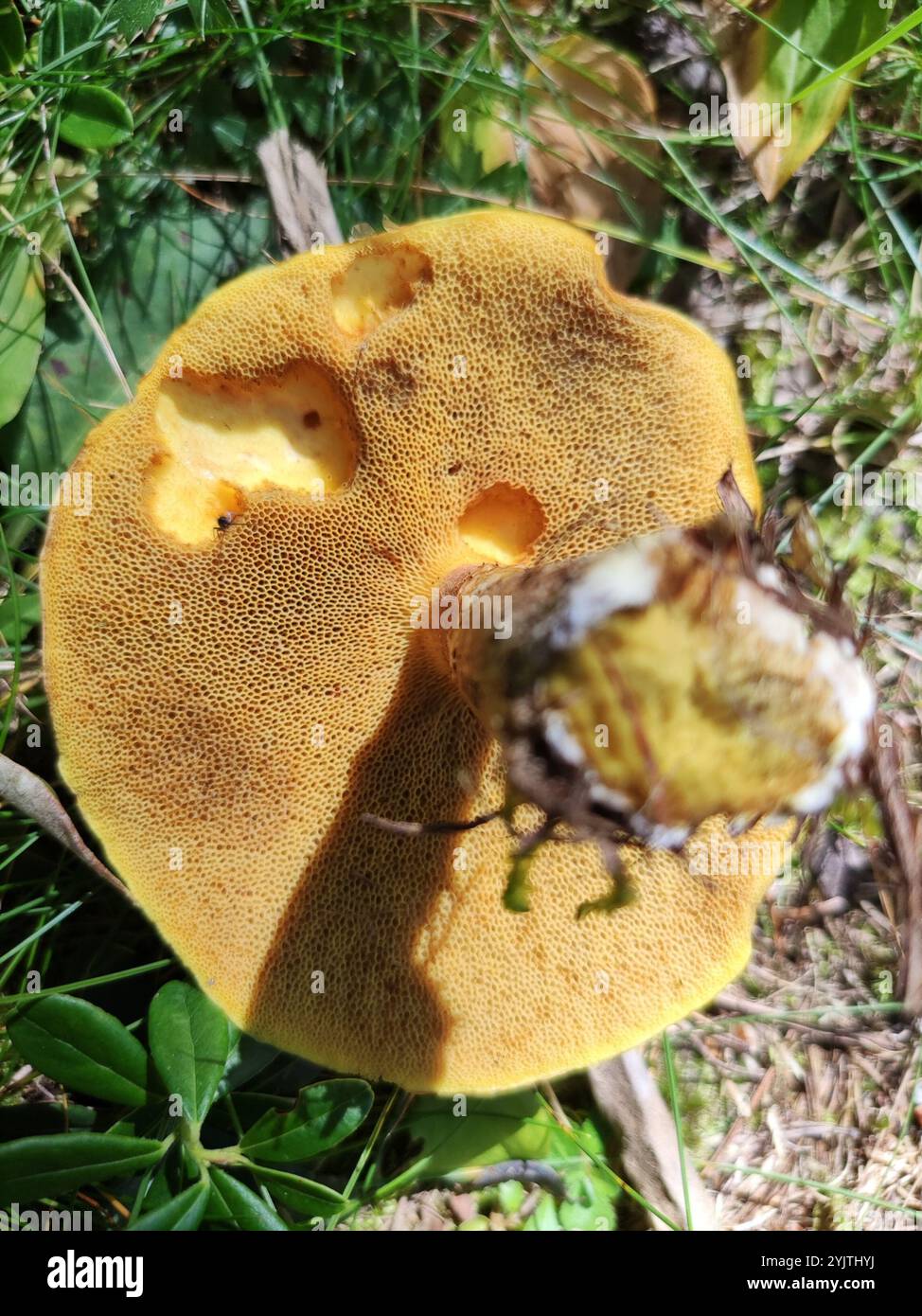 Larch Bolete (Suillus grevillei Stock Photo - Alamy