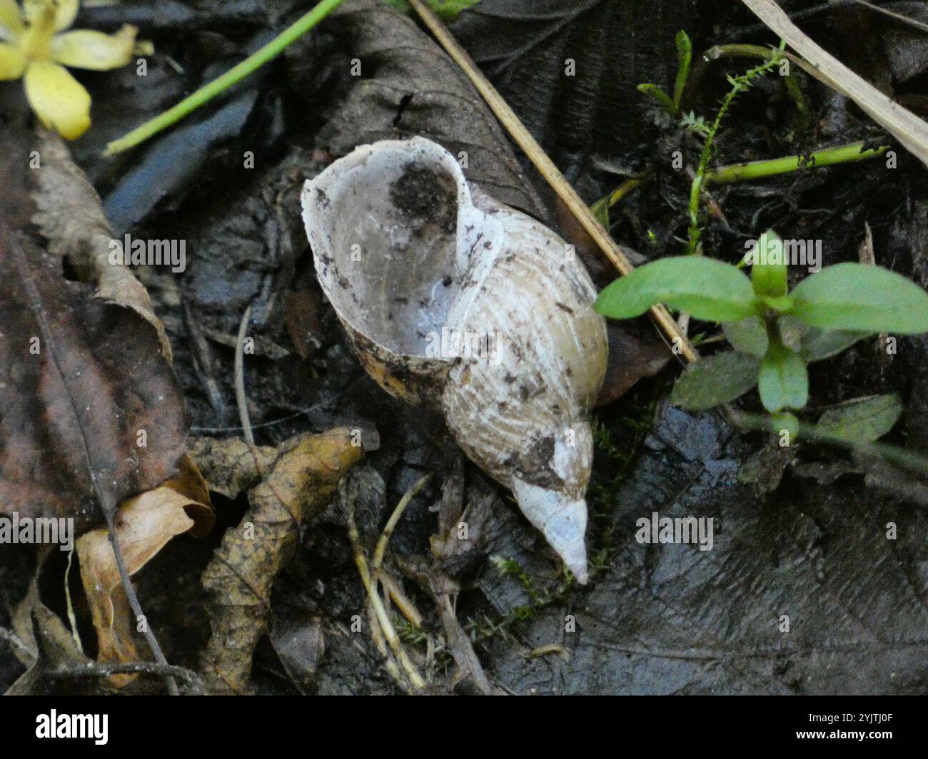 Great Pond Snail (Lymnaea stagnalis Stock Photo - Alamy
