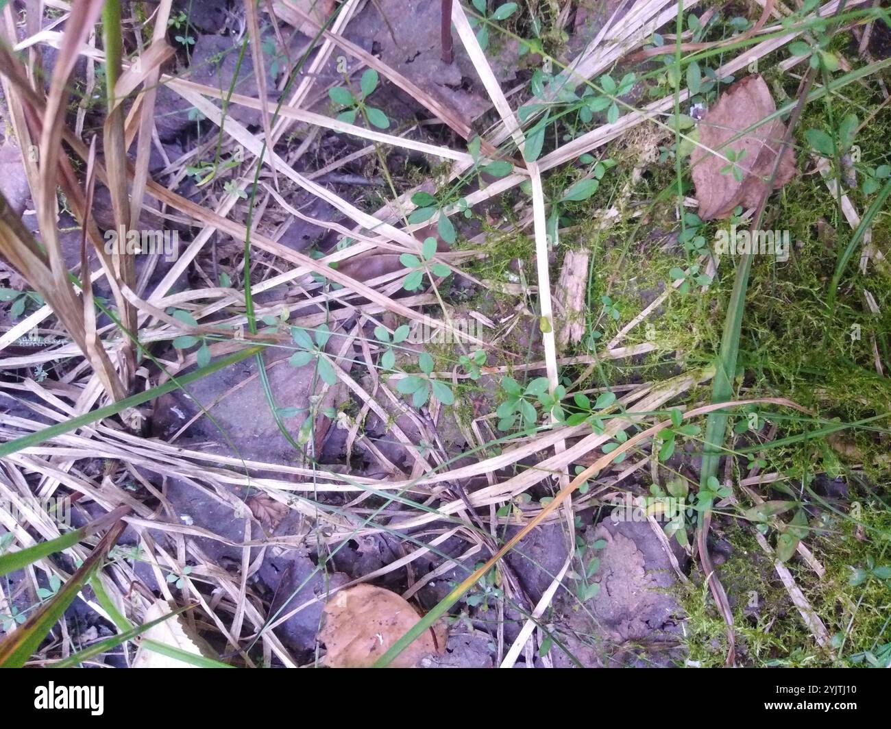 Common Marsh-bedstraw (Galium palustre Stock Photo - Alamy