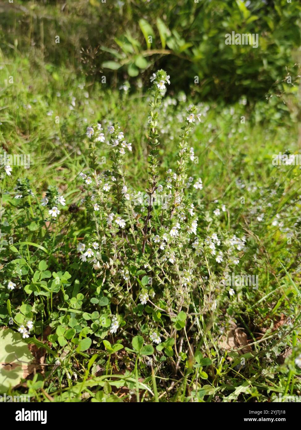 Common Eyebright (Euphrasia nemorosa Stock Photo - Alamy