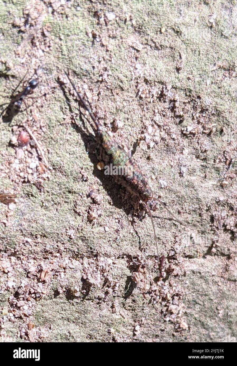 Rock Bristletails (Meinertellidae Stock Photo - Alamy