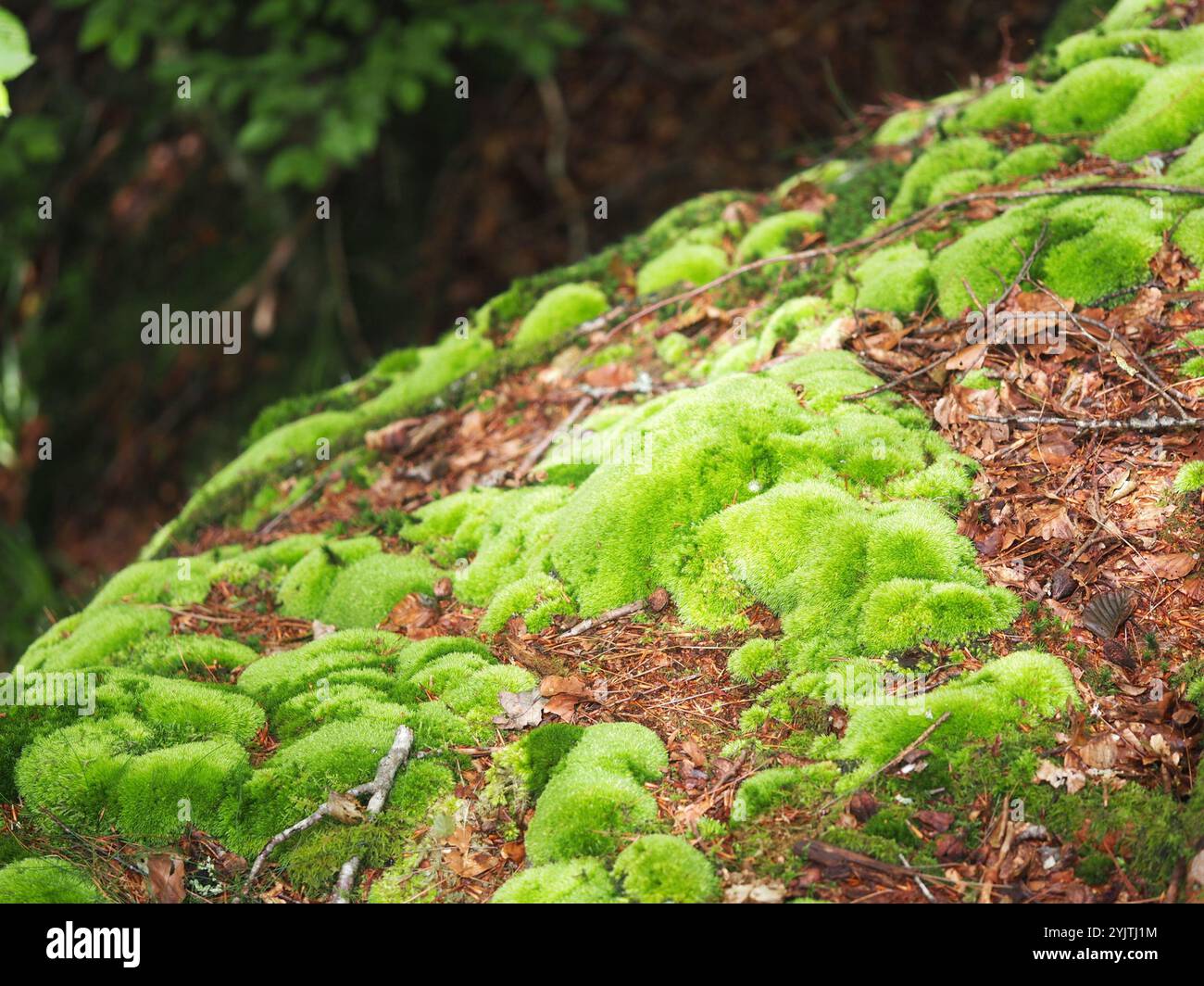 Pincushion Moss (Leucobryum glaucum Stock Photo - Alamy