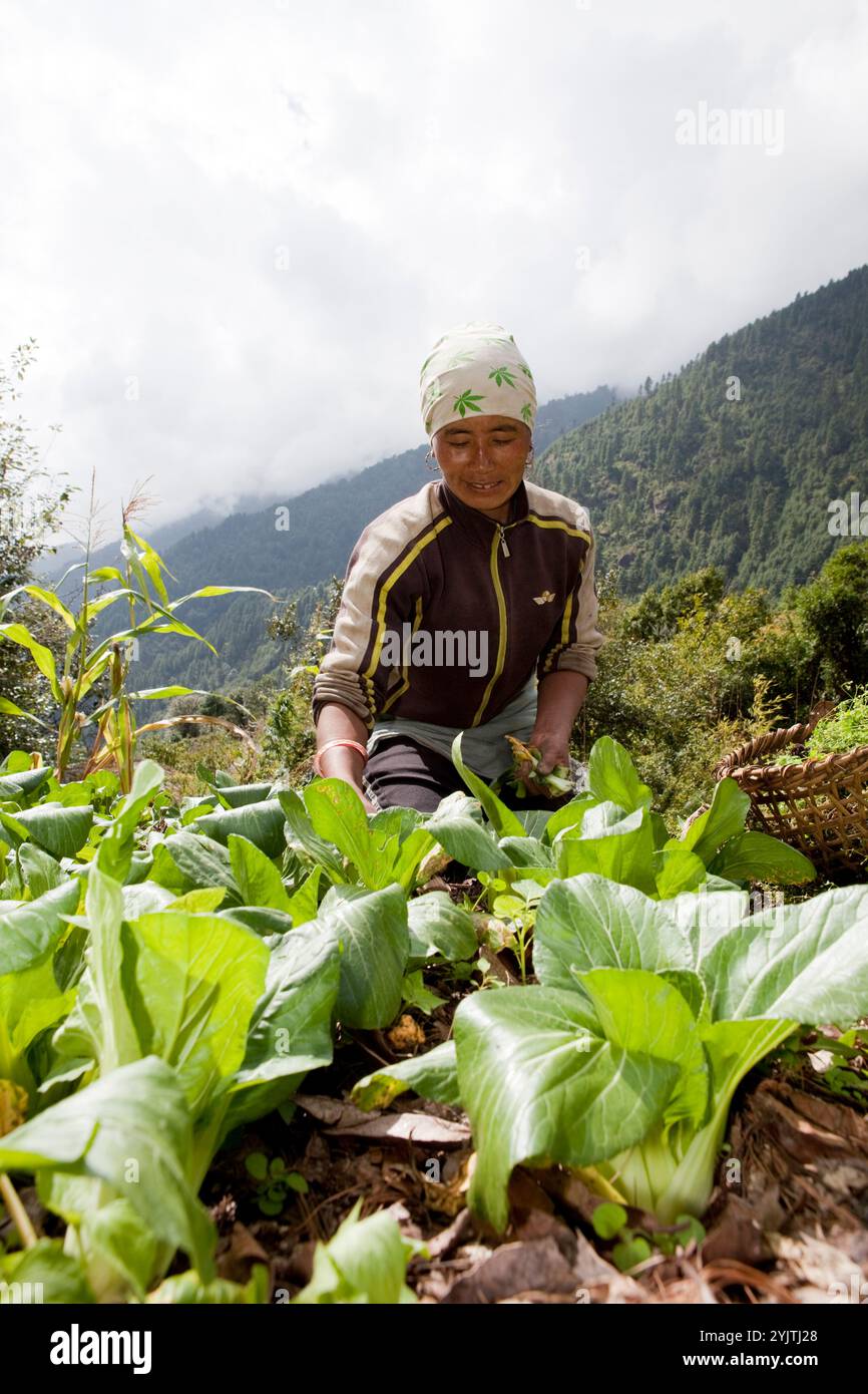 October 2009 WWF Everest / Imja Commission - en route Lukla to Phakding ...