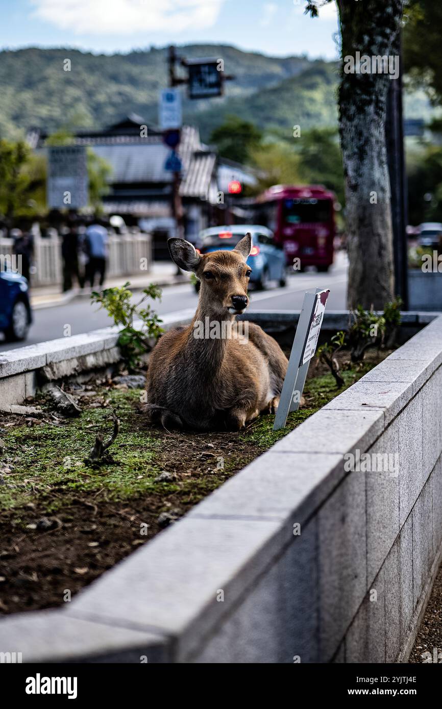 Pictures of Japan Stock Photo - Alamy