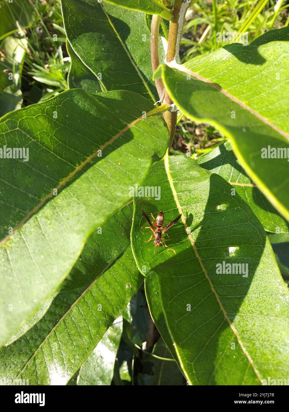 Northern Paper Wasp (Polistes fuscatus Stock Photo - Alamy