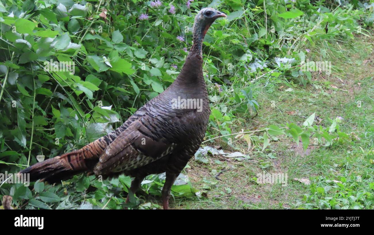 Wild Turkey (Meleagris gallopavo Stock Photo - Alamy