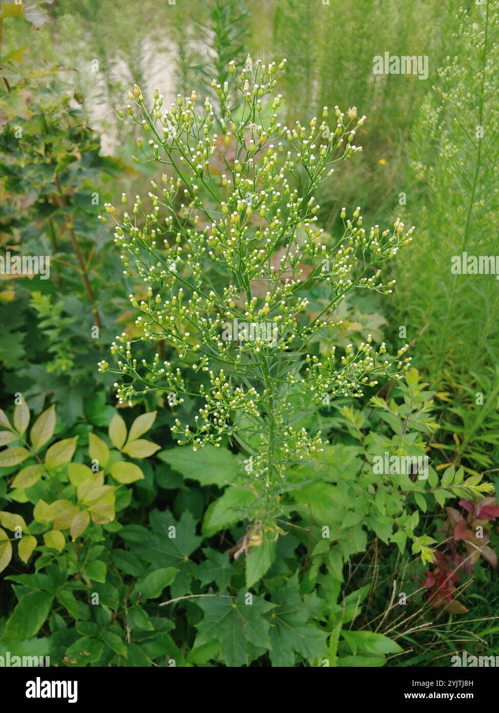 horseweed (Erigeron canadensis Stock Photo - Alamy